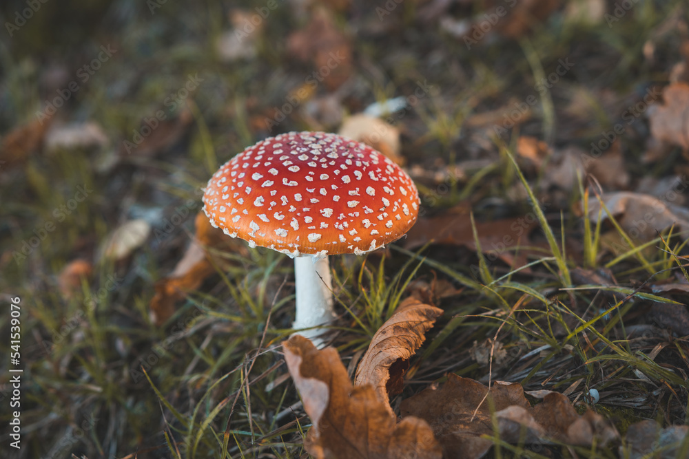 Fly amanita (Amanita muscaria), also known as the fly agaric, the most ...