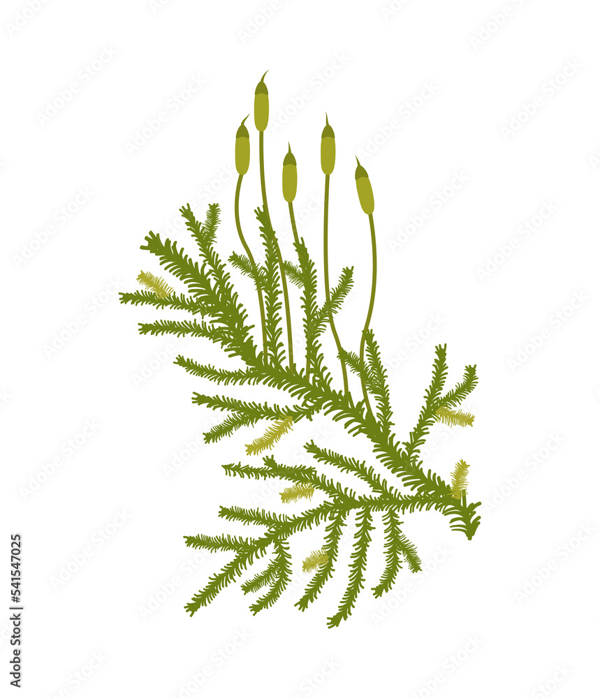 Multi—flowered Pilesia moss - Pylaisia polyantha vector biological ...