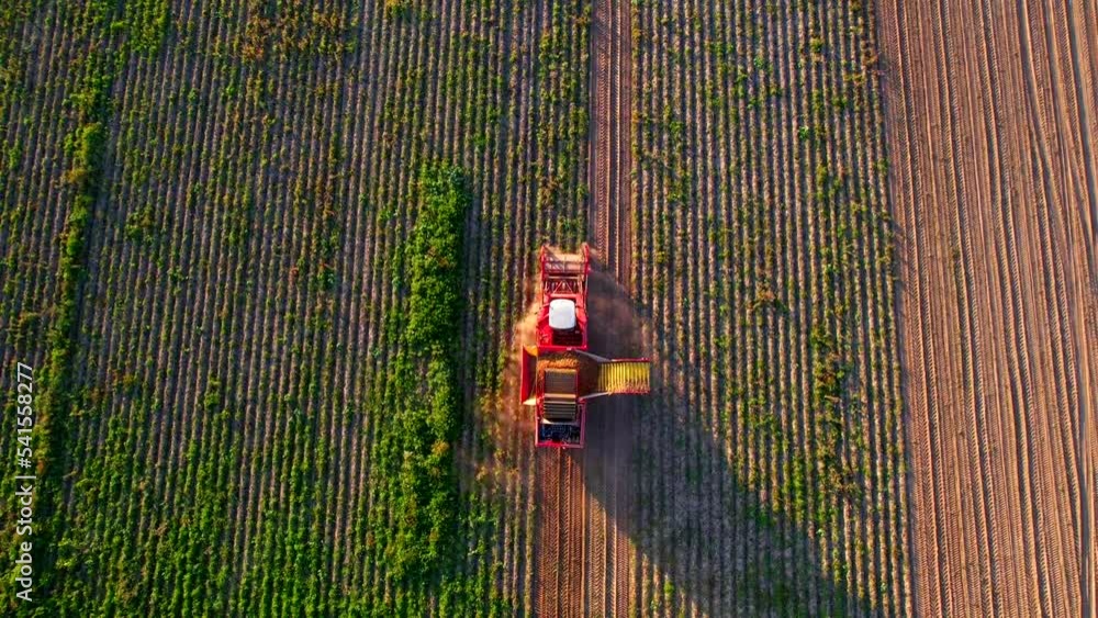 Potatoes harvesting, drone view. Potato Harvester at Seasonal ...
