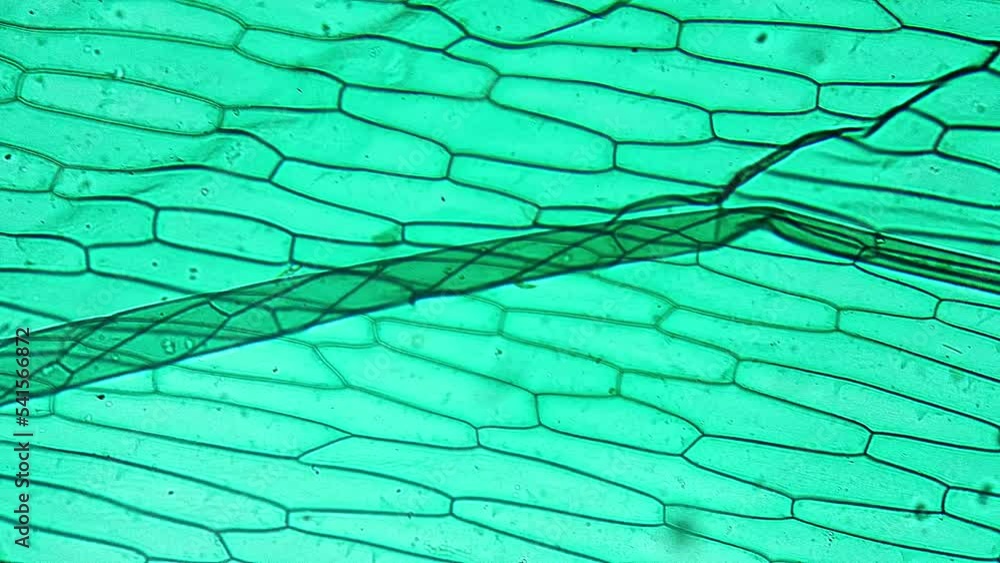 Epiderm of allium whole mount filmed under microscope 200x on bright ...