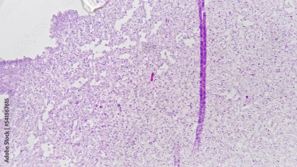 Section of agaricus magnified 200x under microscope in scientific ...