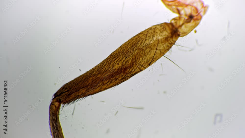 Vidéo Stock Microscopic slide of fly leg magnified in 40 times and ...