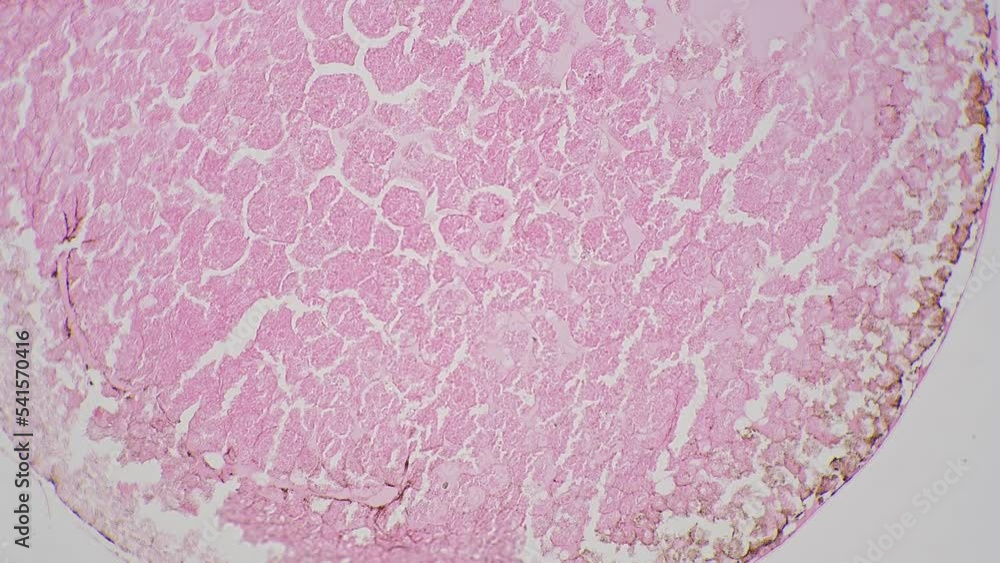 Simple-cell of egg of frog filmed in static under microscope with 100x ...