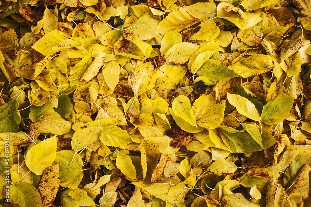 Autumn forest ground background. Golden yellow leaves on the ground ...