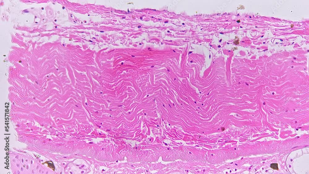 Epidermal cells of animal whole mount filmed in macro under microscope ...