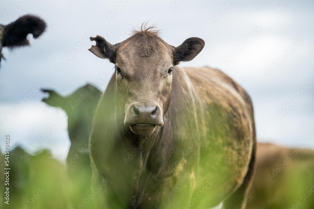 Regenerative agriculture cows in the field, grazing on grass and ...