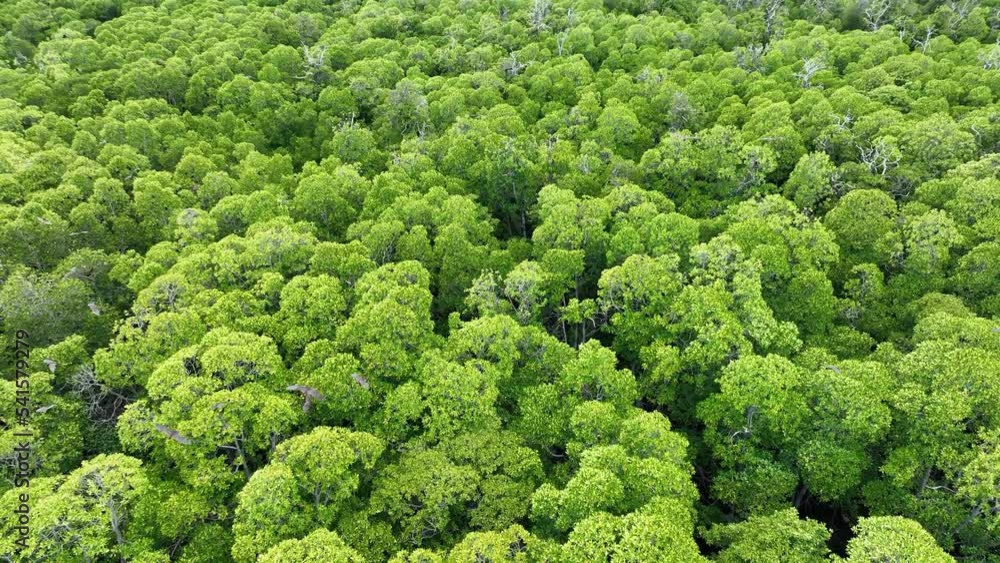 Sunda flying foxes, Acerodon mackloti, fly above a remote mangrove ...