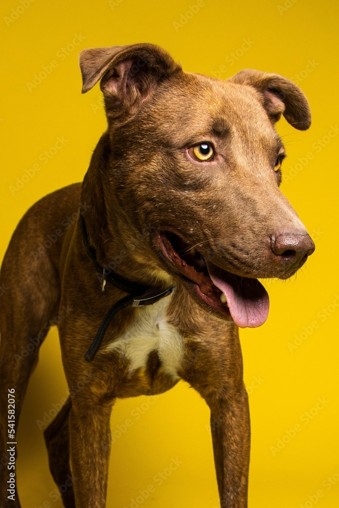 Closeup of a brown pit bull against a yellow background Stock Photo ...