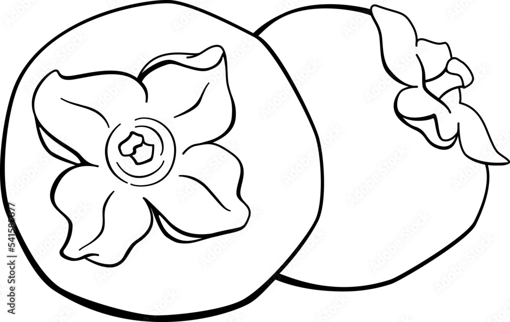 Persimmon, two sweet tart autumn fruits with cuttings - vector line art ...