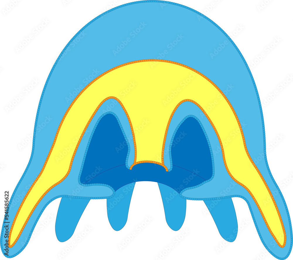 Medusa Internal Anatomy. Phylum Cnidaria. Stock Illustration | Adobe Stock