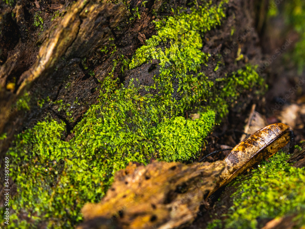 Tropical forest moss background spot on tree growing from puerto rico ...