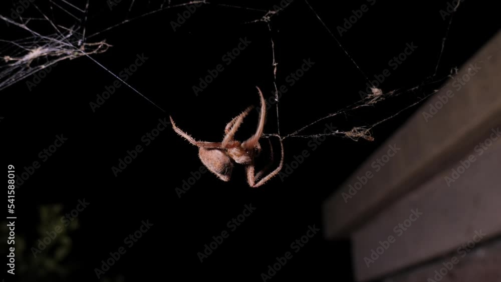 People have always been afraid of spiders. Spiders hunt during the day ...