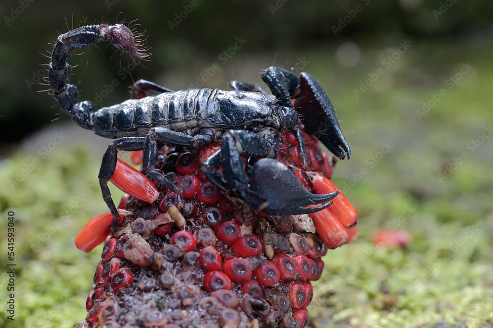 An Asian forest scorpion is hunting for prey in the weft of an ...