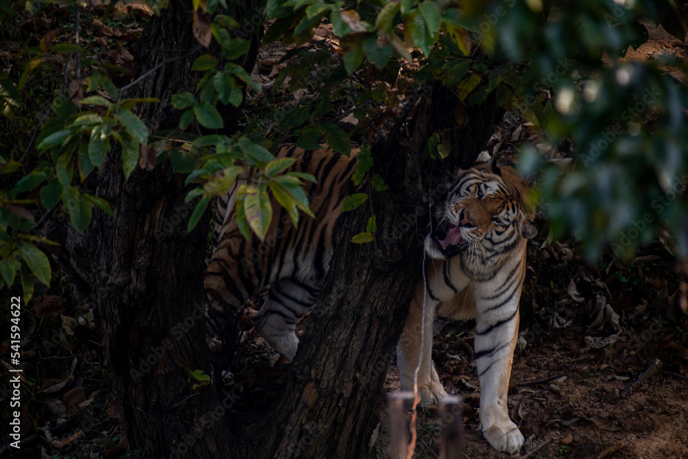 Portrait of young Siberian tiger, Panthera tigris altaica, looking at ...