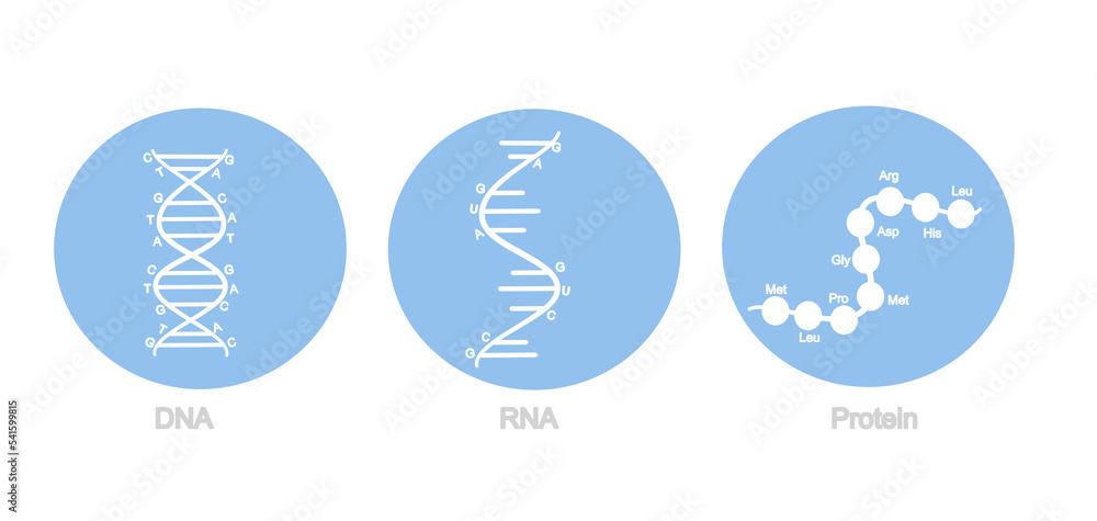 Biology Dna Rna