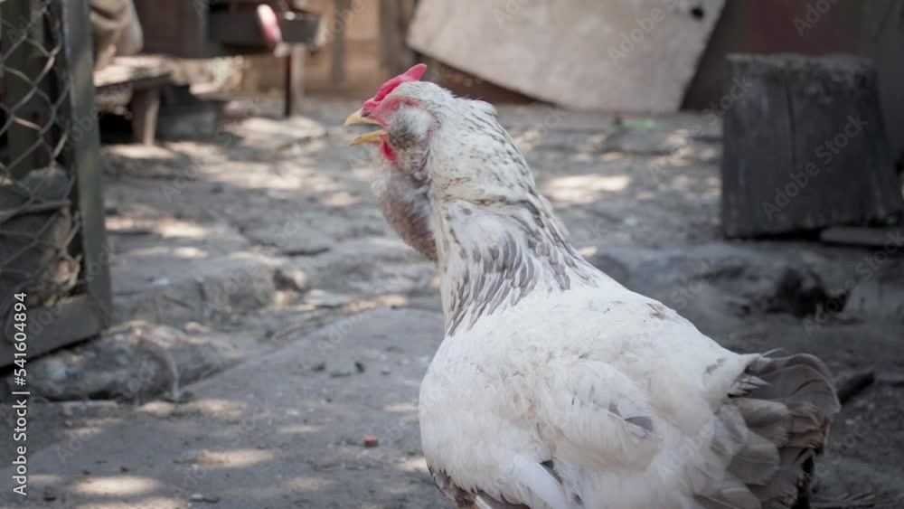 Faverolle chicken breathes through its open beak close-up. Shortness of ...