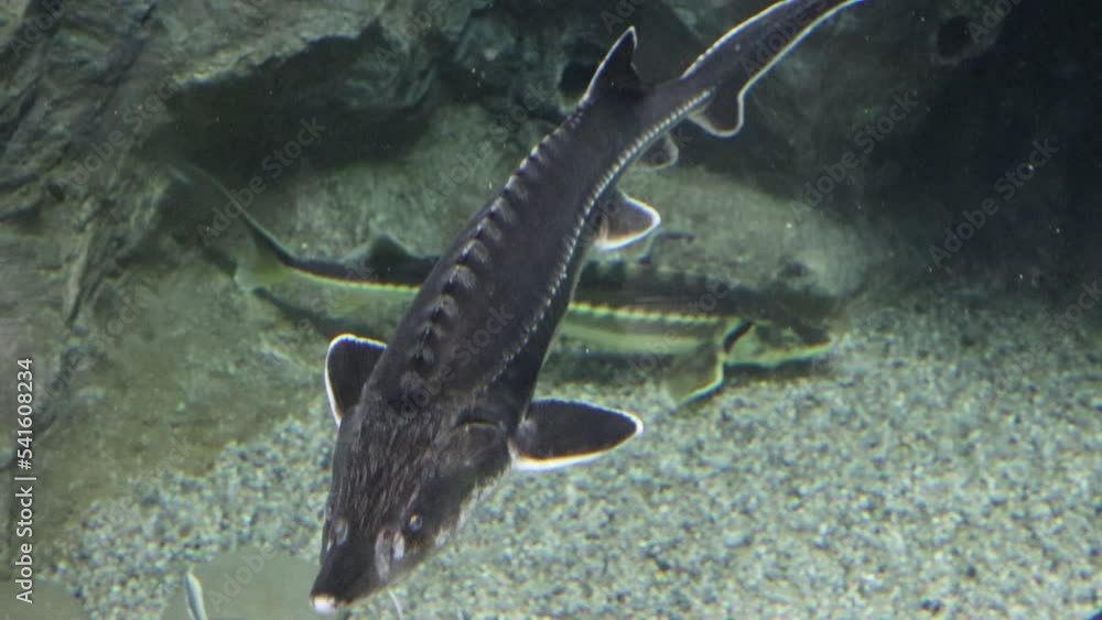 Russian sturgeon (Acipenser gueldenstaedtii), also known as the diamond ...