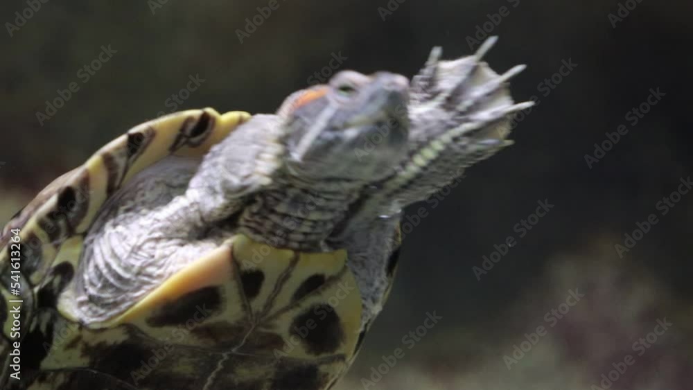 red eared slider or red eared terrapin (Trachemys scripta elegans) is a ...