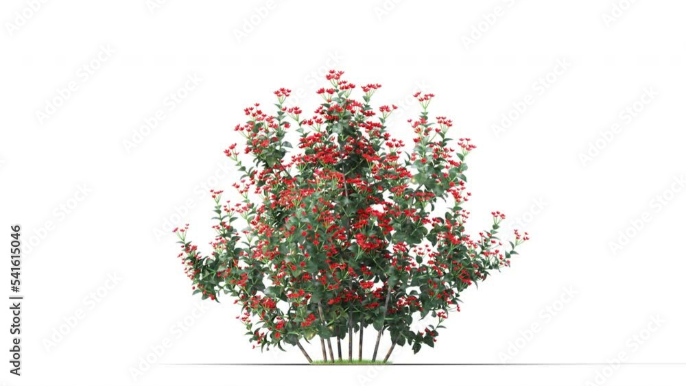 Brunfelsia flower on a white background 3D animation, Flowering shrubs ...
