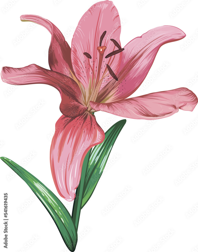 pink lily flower isolated on white background. green leaves, buds, pink ...