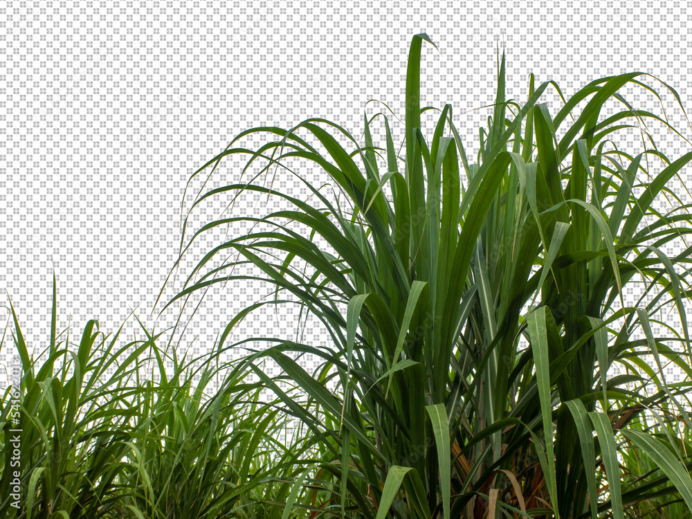 sugar cane on transparent picture background with clipping path Stock ...