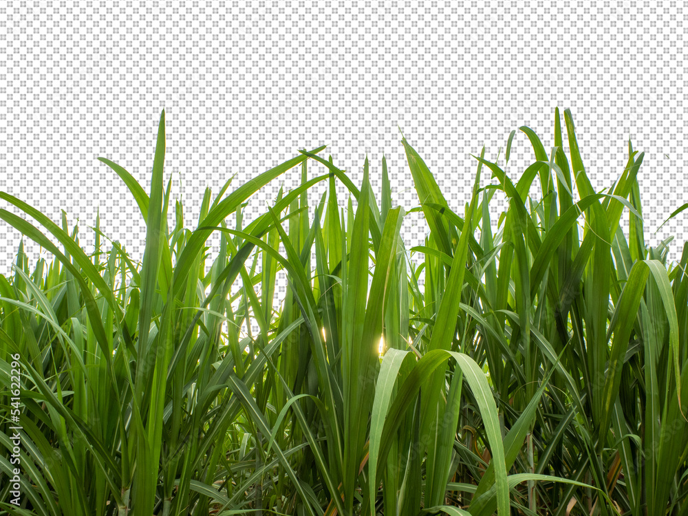 sugar cane on transparent picture background with clipping path Stock ...