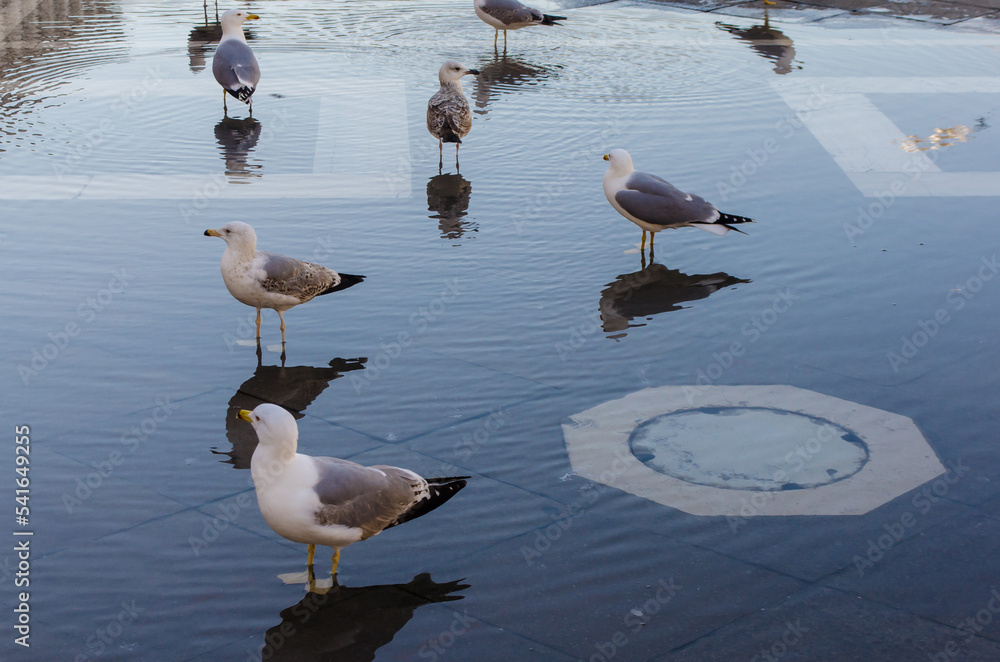 Dei gabbiani si riflettono nell'acqua alta che ha invaso Piazza San ...