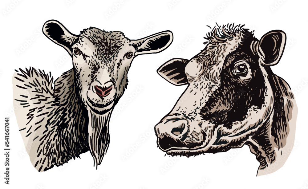 Vector color portrait of goat and cow on white isolated, farm animal ...