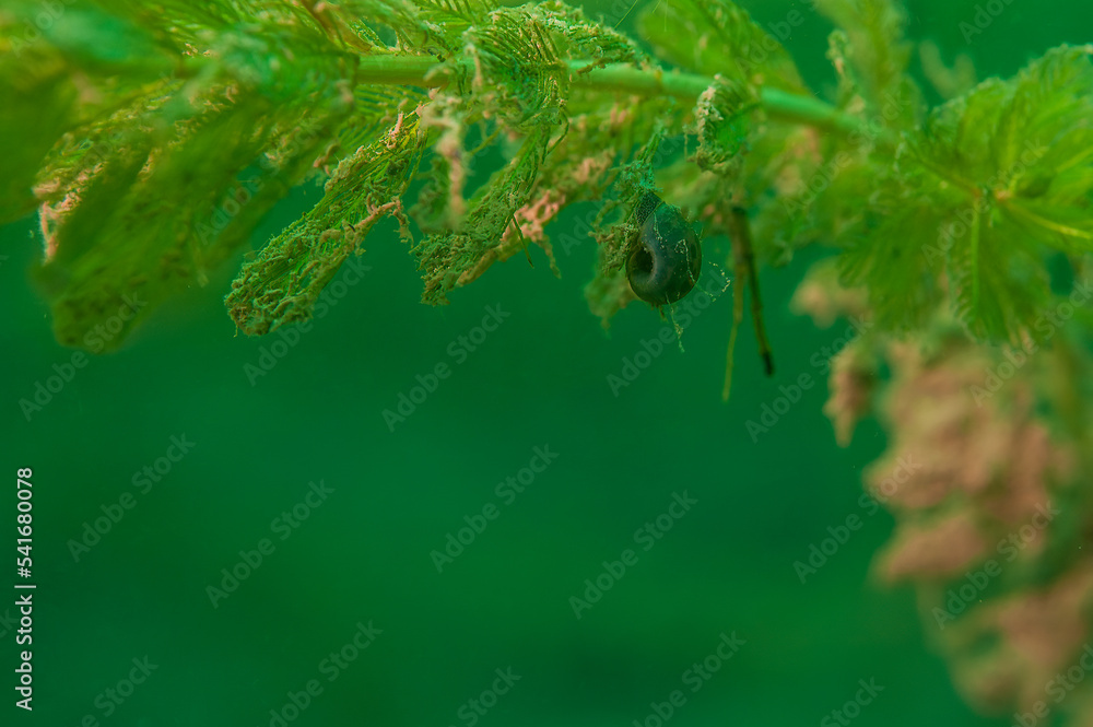 Ram's Horn snail Planorbella trivolvis freshwater air-breathing snail ...