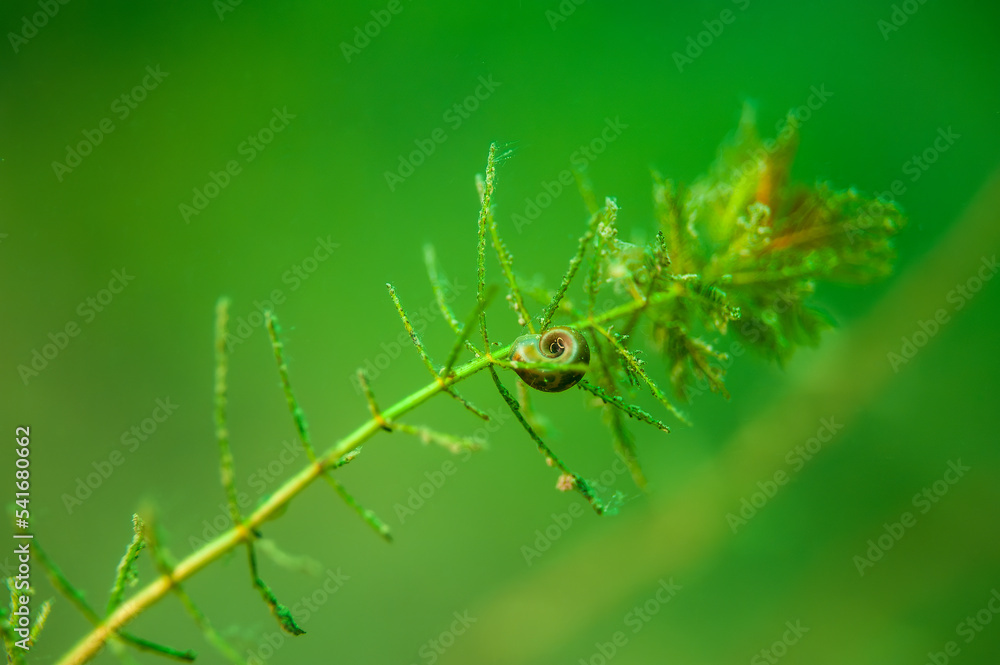 Ram's Horn snail Planorbella trivolvis freshwater air-breathing snail ...