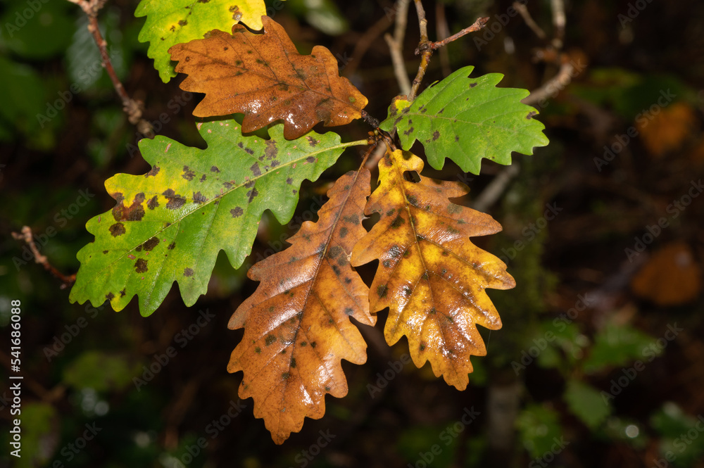 Quercus petraea - Sessile oak - Chêne sessile - Chêne rouvre Stock ...