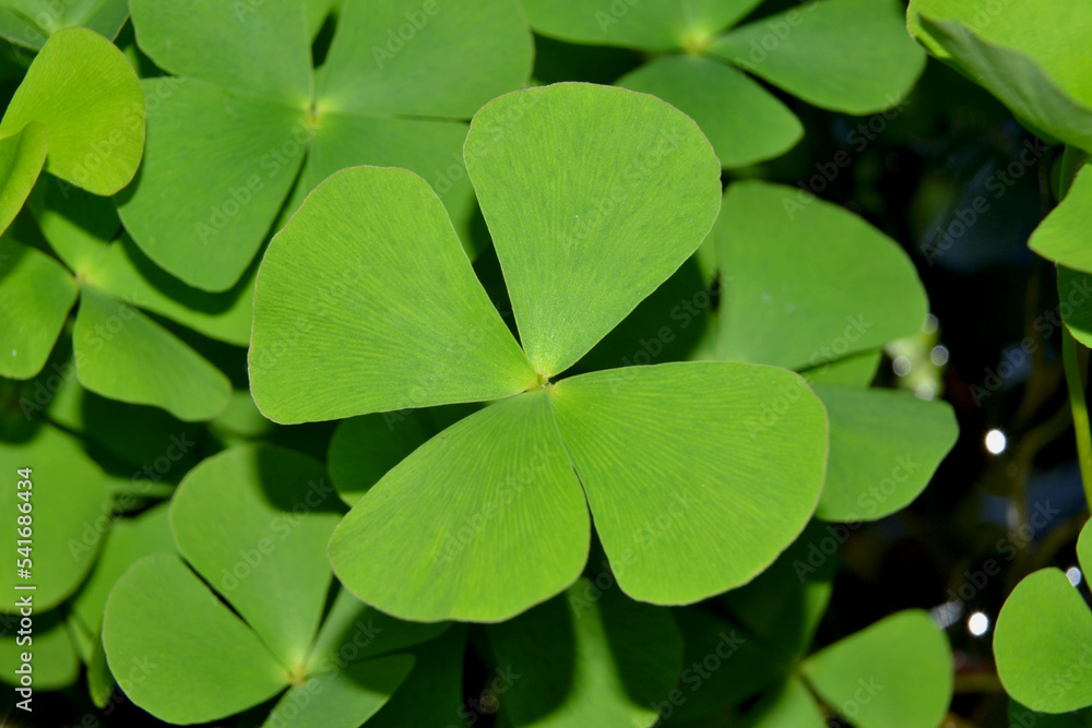 Marsilea quadrifolia; four leaf clover; European waterclover (USA ...