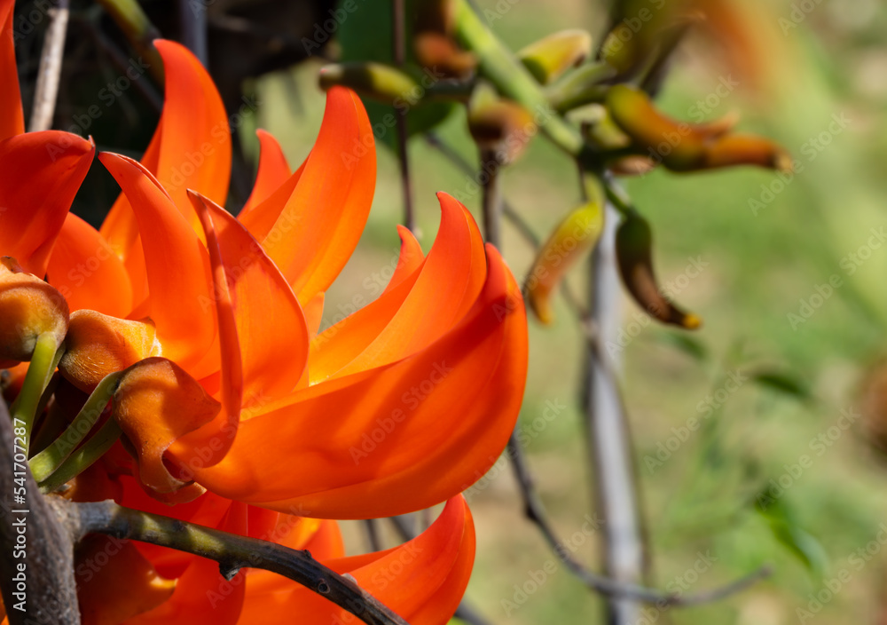 Butea monosperma flowers bloom in panicles. The flower pole area is ...