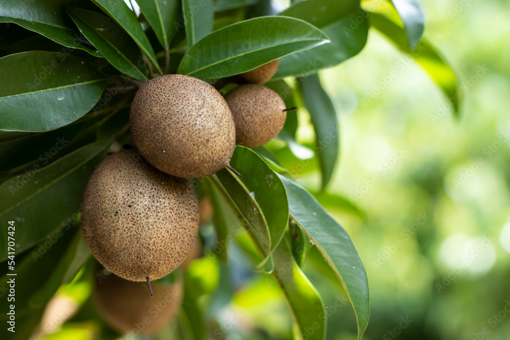 Fresh Sapodilla Or Chikoo Fruits Hanging On Sapodilla Tree with green ...