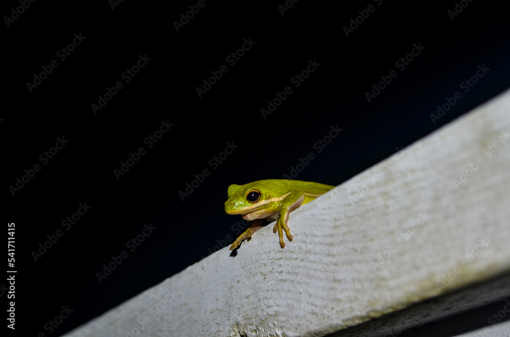 Little tree frog catching bugs under the flood light on a moon lit ...