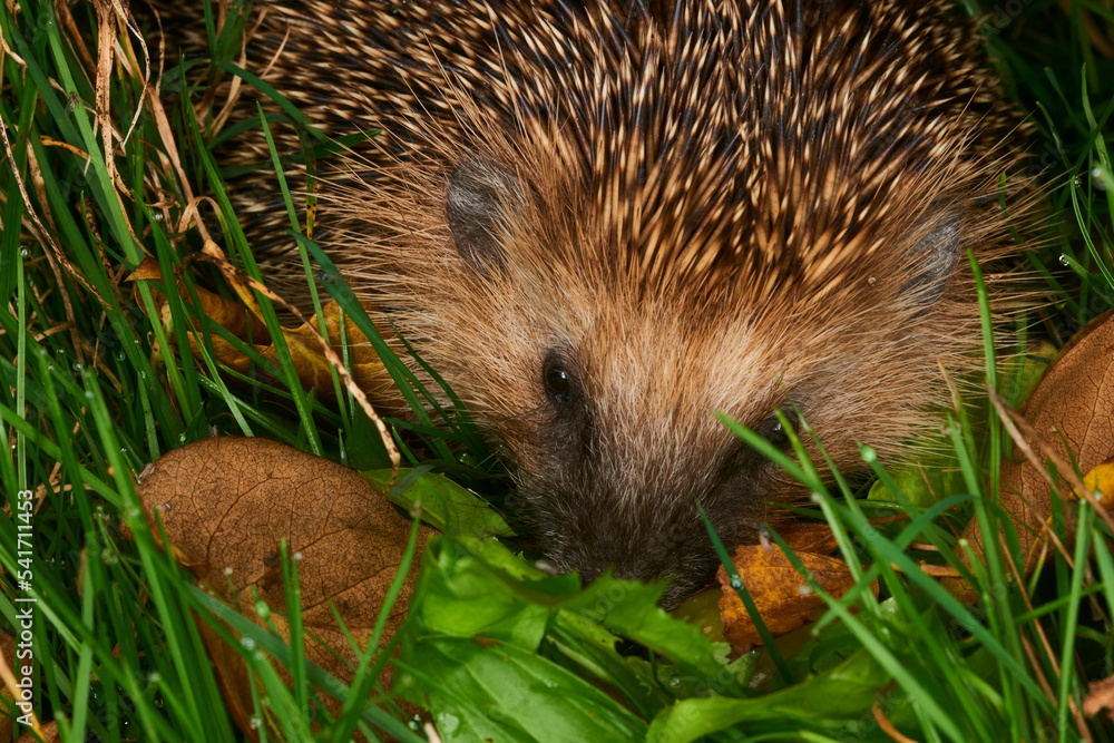 Hedgehog in the grass close-up looks into the frame. Animal in the wild ...