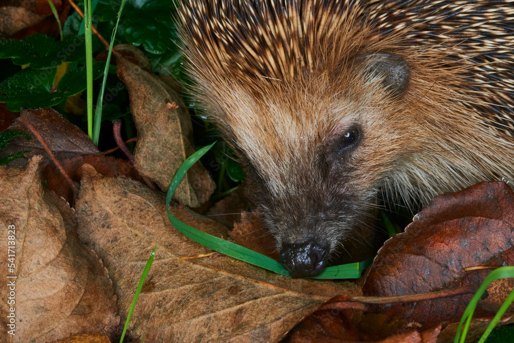 Hedgehog in the grass close-up looks into the frame. Animal in the wild ...