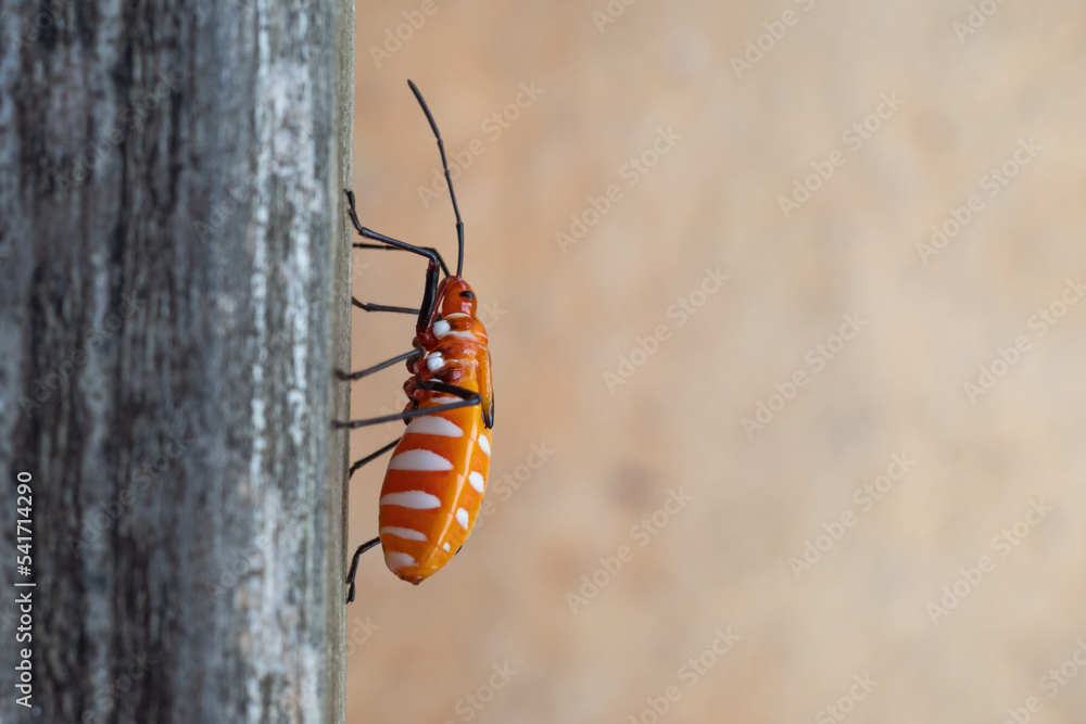 Mr pucung or bok bok cong is a species of true ladybug in the family ...