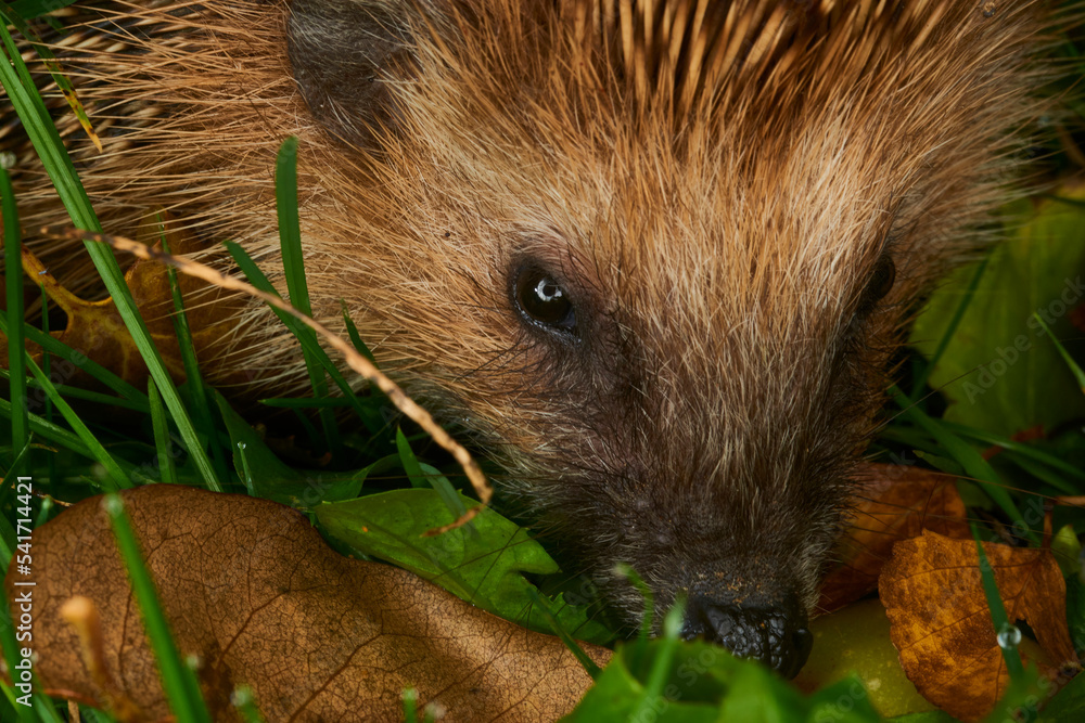 Hedgehog in the grass close-up looks into the frame. Animal in the wild ...