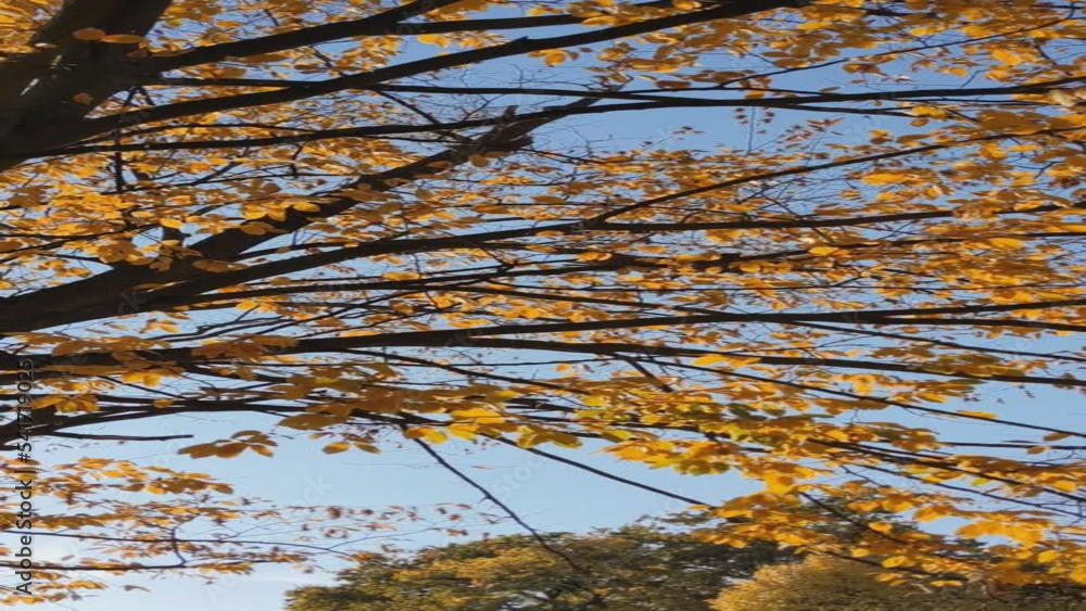 Leaves fall from yellow tree, bird fly from branch above. Autumn nature ...