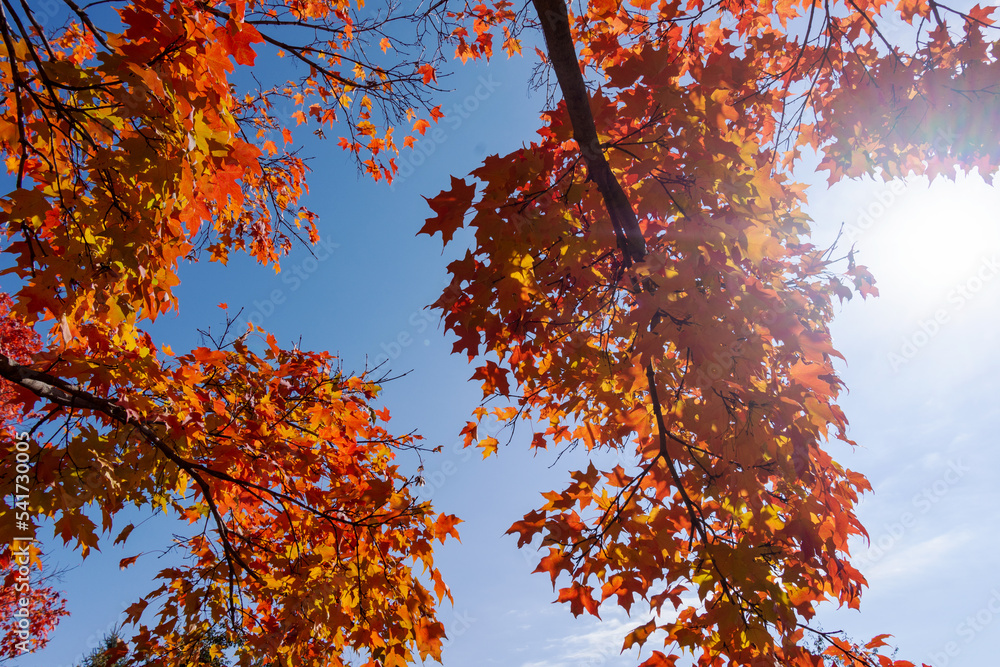 Looking up into maple trees in full fall foliage. Bright sunny October ...