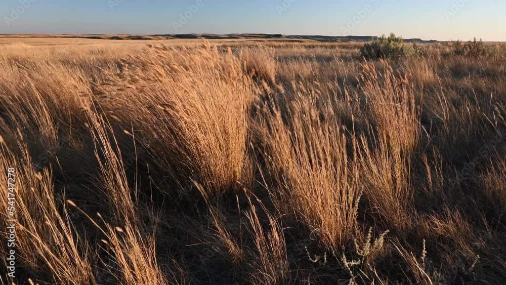 Prairie fall colored grass is blowing in the wind with rich sunset ...