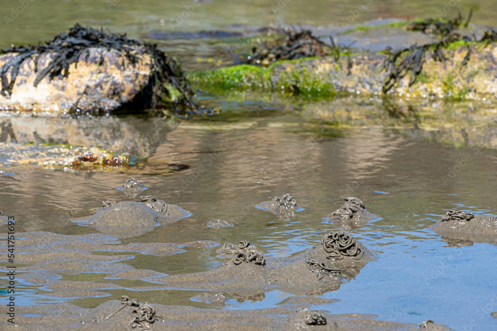 Lugworm, arenicola marina, sand casts and Bladderwrack and Gutweed ...