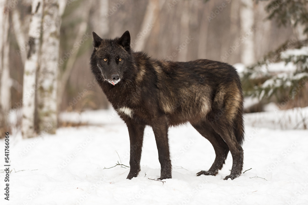 Black-Phase Grey Wolf (Canis lupus) Stands Looking Out With Strip of Meat in Mouth Winter Stock ...