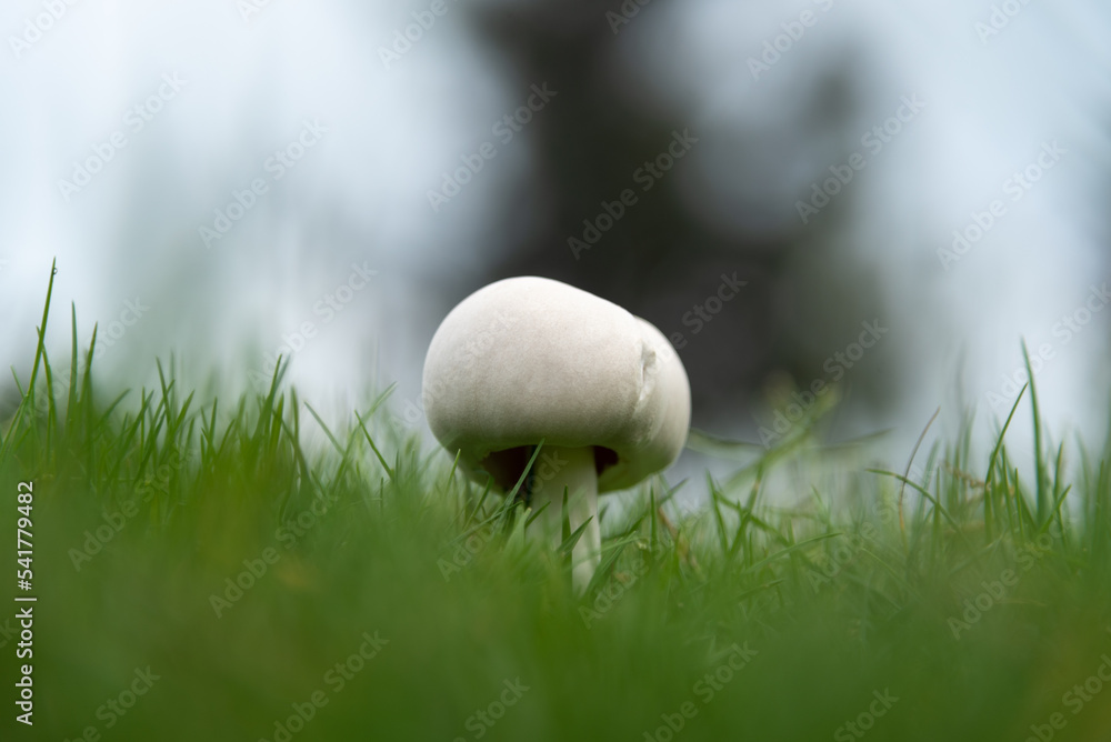 Seta común creciendo sobre césped Stock Photo | Adobe Stock