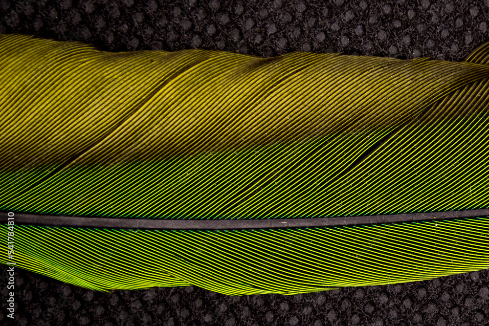 Pluma de loro Stock Photo | Adobe Stock