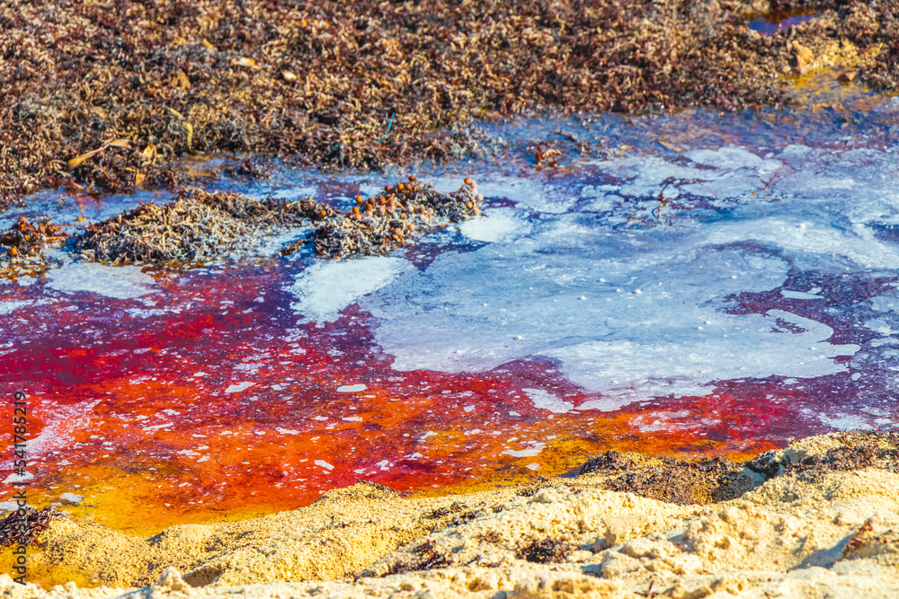 Very disgusting beach water with red seaweed sargazo Caribbean Mexico ...