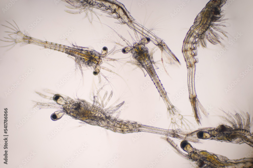 Shrimp, Zoea stage and Mysis stage of Vannamei shrimp in light ...