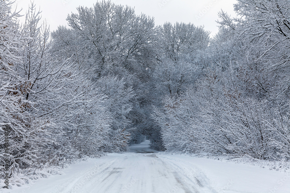 Winter snow trees, road perspective. White alley in forest. Snowy tree ...