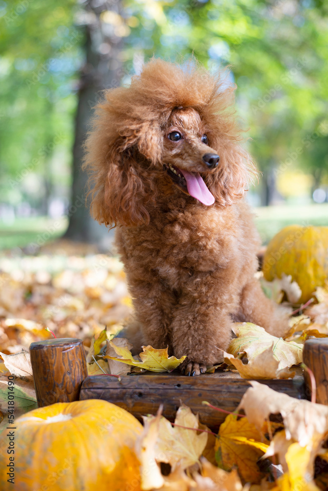 Attentive mini red toy poodle in autumn park Stock 写真 | Adobe Stock